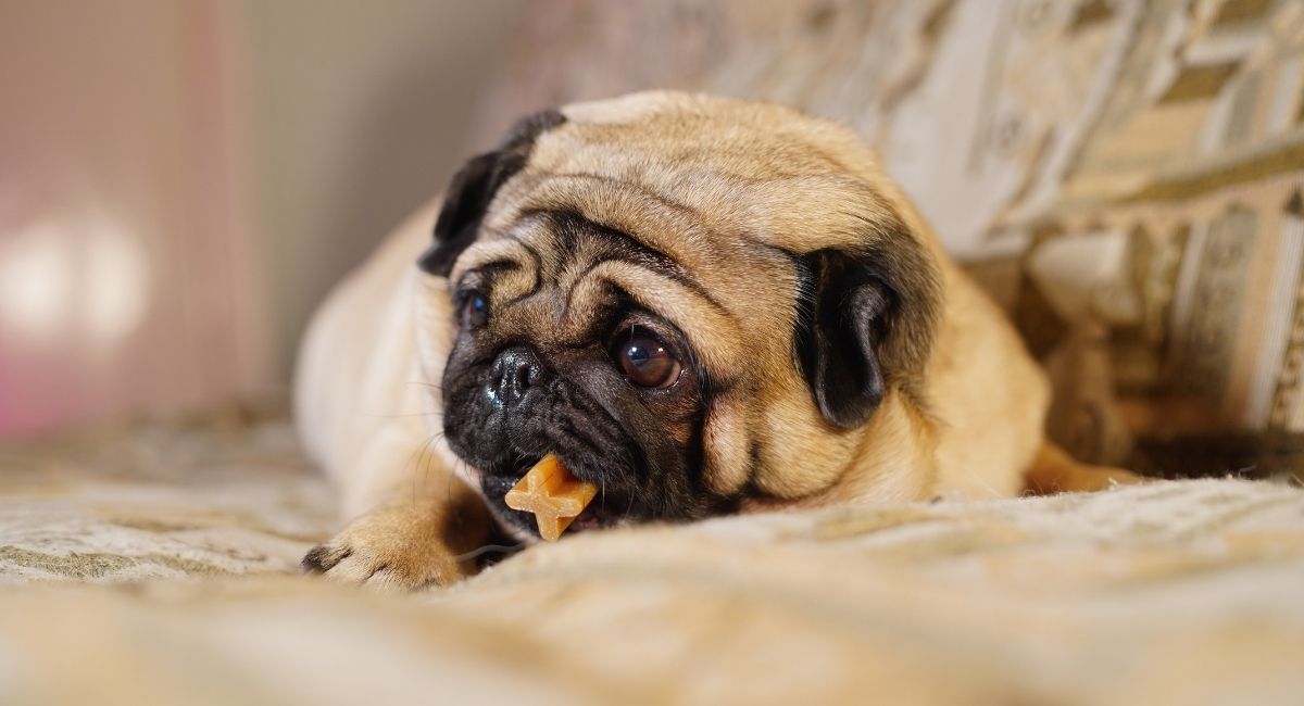 Best Dental Chew for Small Dogs | Healthy Teeth Care