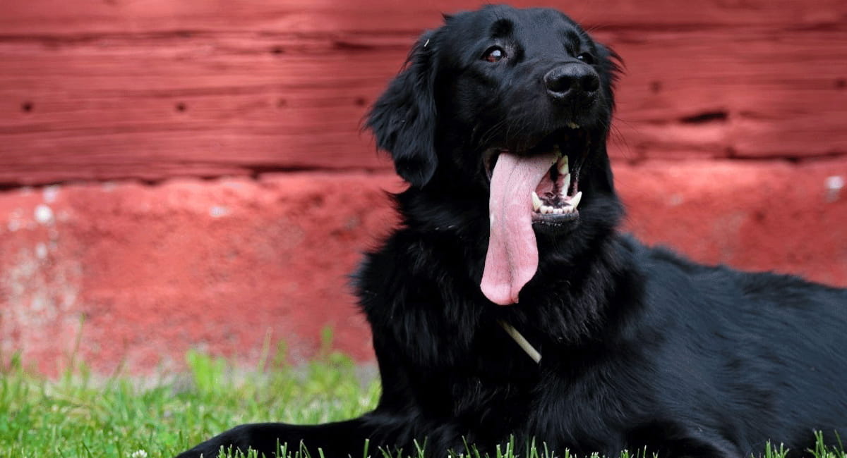 Hanging Tongue Syndrome in Dogs | Causes & Care