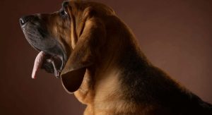 Hanging Tongue Syndrome in Dogs | Causes & Care