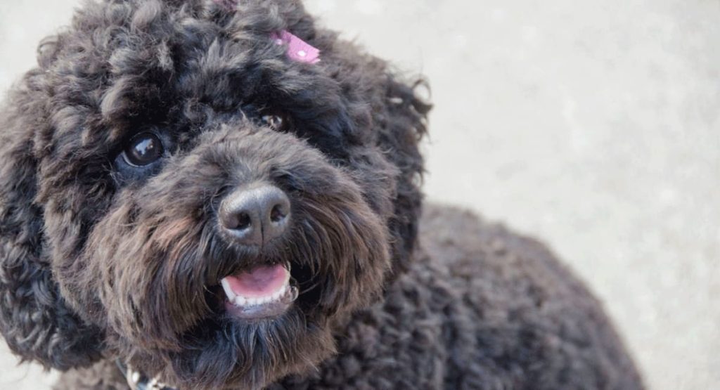 Chocolate Cockapoo | Coat Color & Care Information