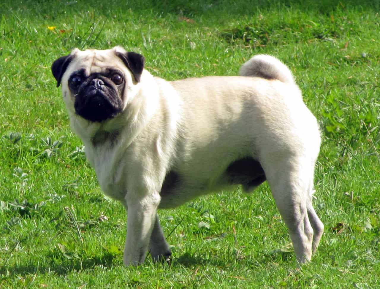 How to Tell if a Pug Is Purebred | Identifying Traits