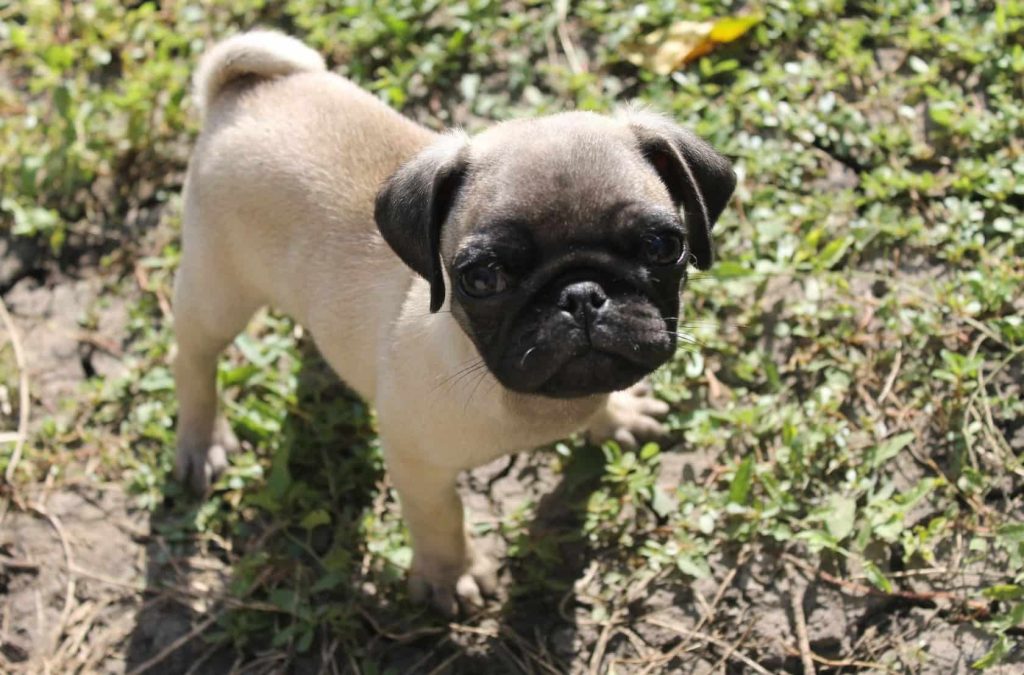 How Big Do Teacup Pugs Get? | Our Full Guide to Sizes & Care