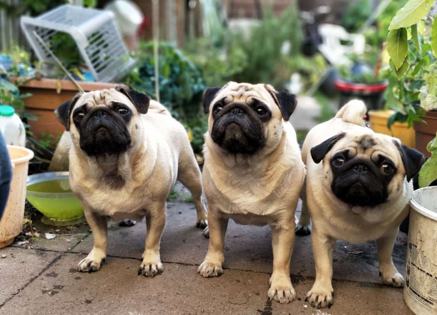 How Big Do Teacup Pugs Get? | Our Full Guide to Sizes & Care