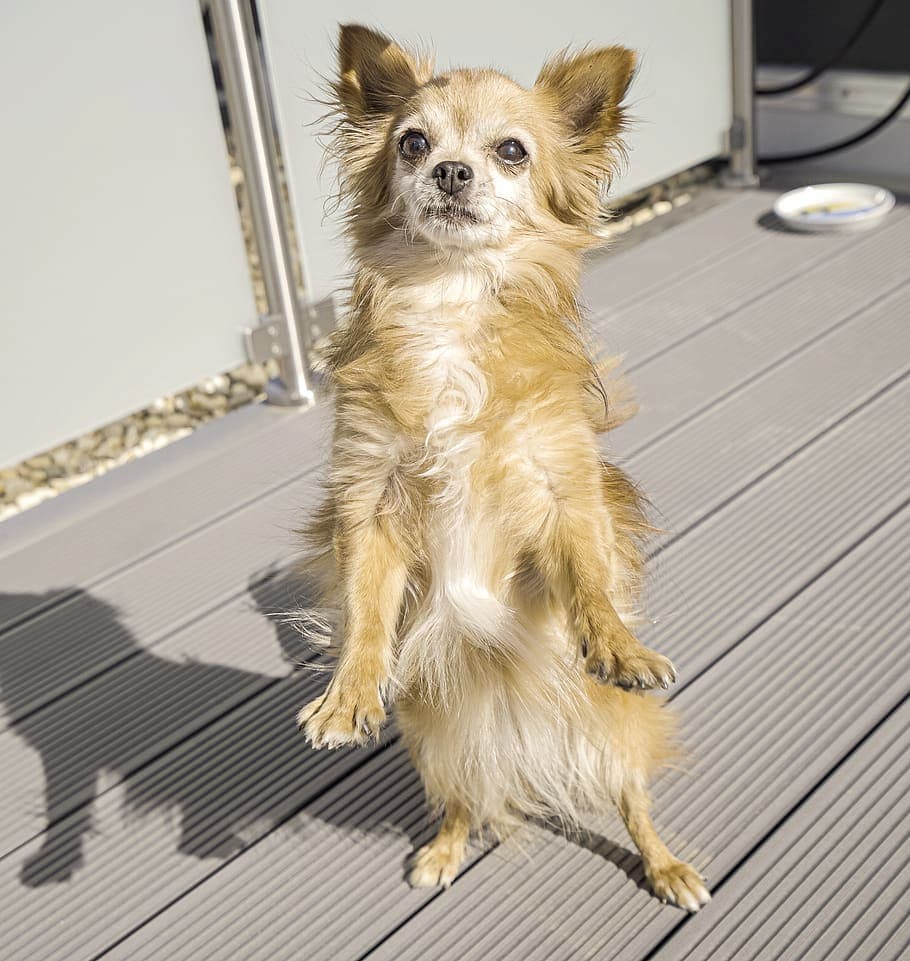 Chihuahua Temperament: Male vs Female | Behavioral Traits